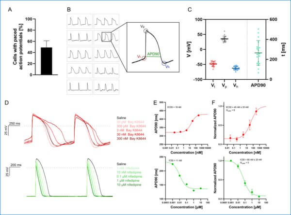 Optimize hiPSC-derived cell lines with Sophion's automated patch clamp
